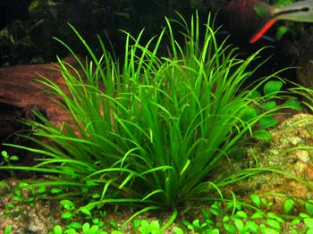 AquaBie: Plant : Blyxa Japonica (Japanese Rush)