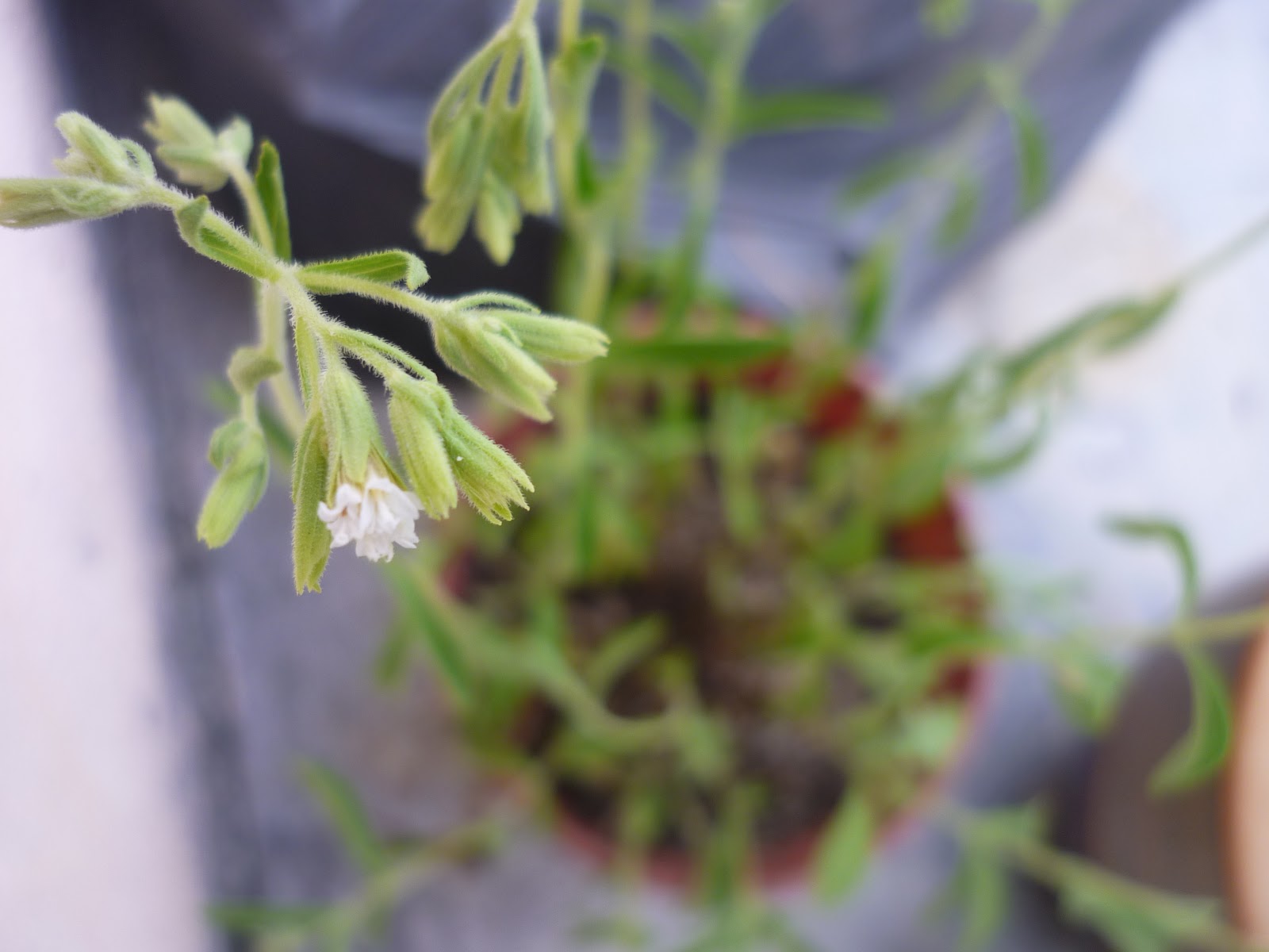 rookie gardener (pekebun amatur): Pokok stevia berbunga