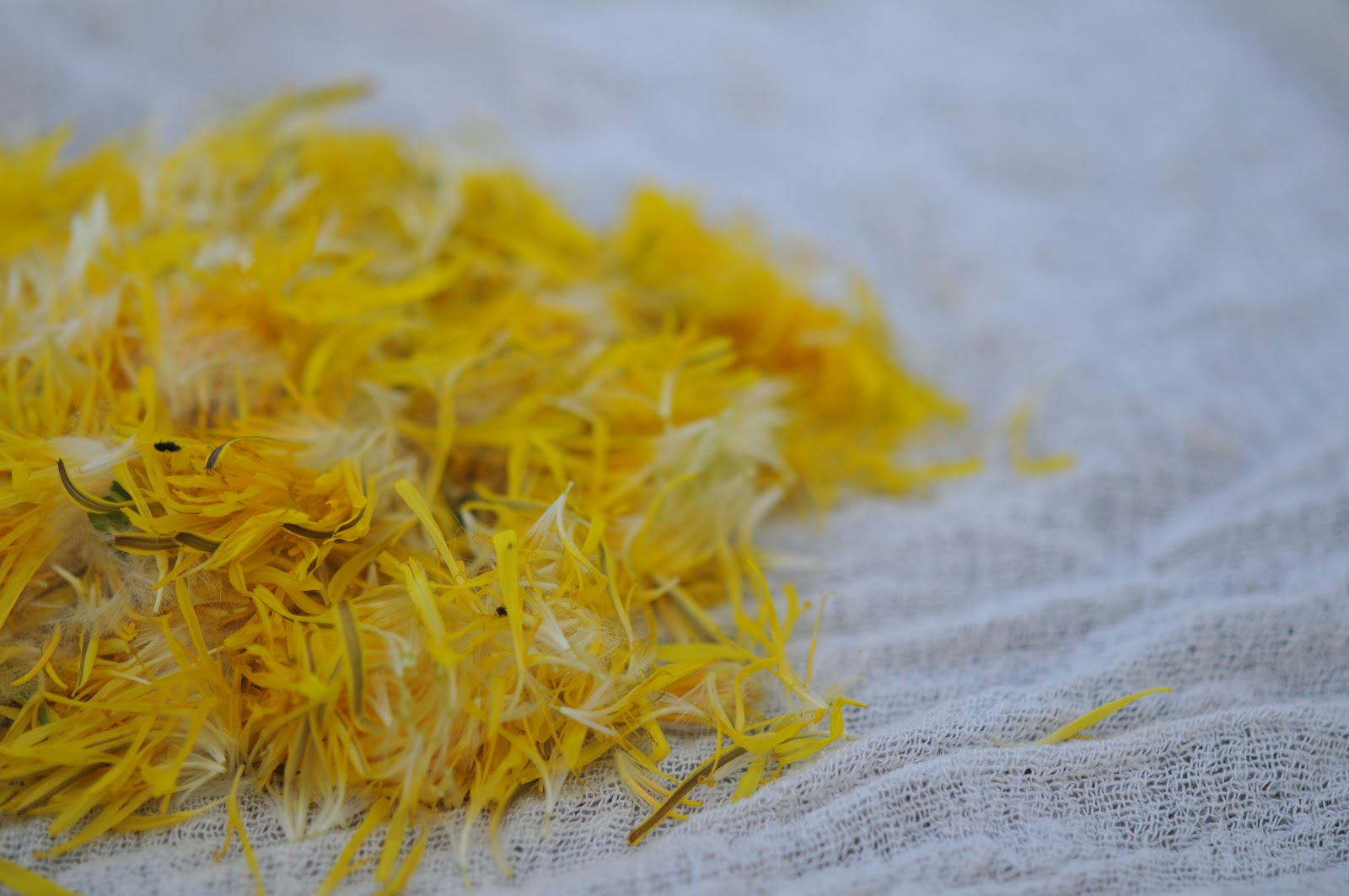 domestic sensualist: cooking with dandelions