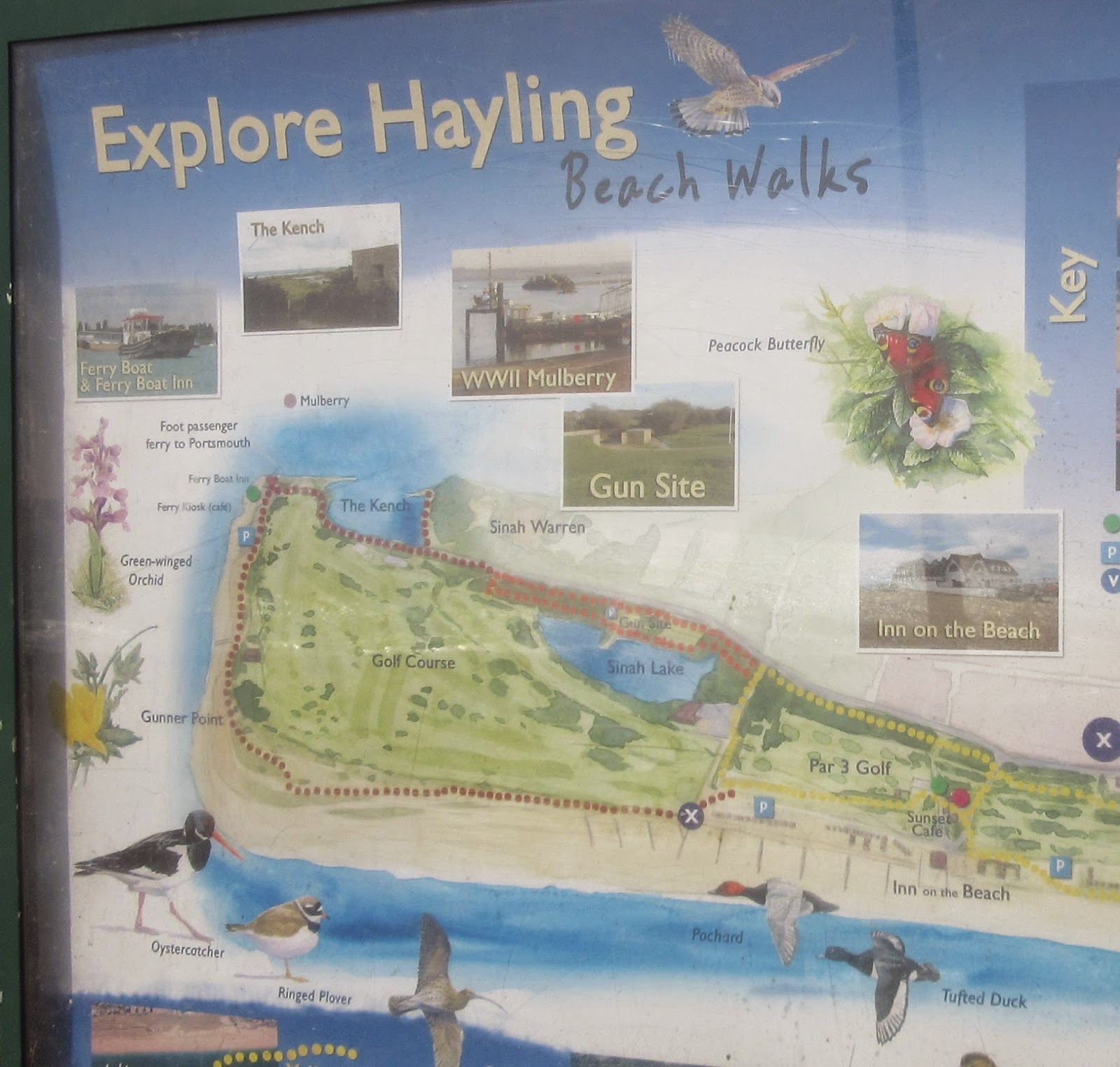 Bug Mad Girl: Sinah Common SSSI