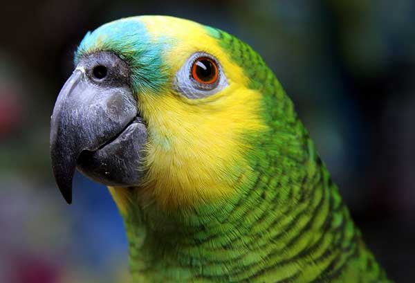 Enfermedades de los loros ~ Mundo Loruno