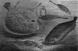 Flatfish facts | Facts About All
