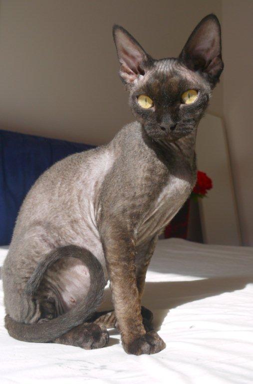 Life with a Devon Rex: About my Devon Rex Kittens