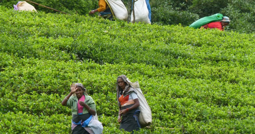 A Brief History of Ceylon Tea, from Lipton to Teaeli - Contourline ...