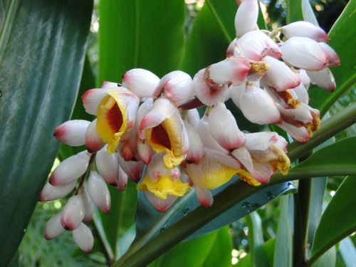 Inspiring Nature Photography By Carol Reynolds: Various Ginger Plants ...