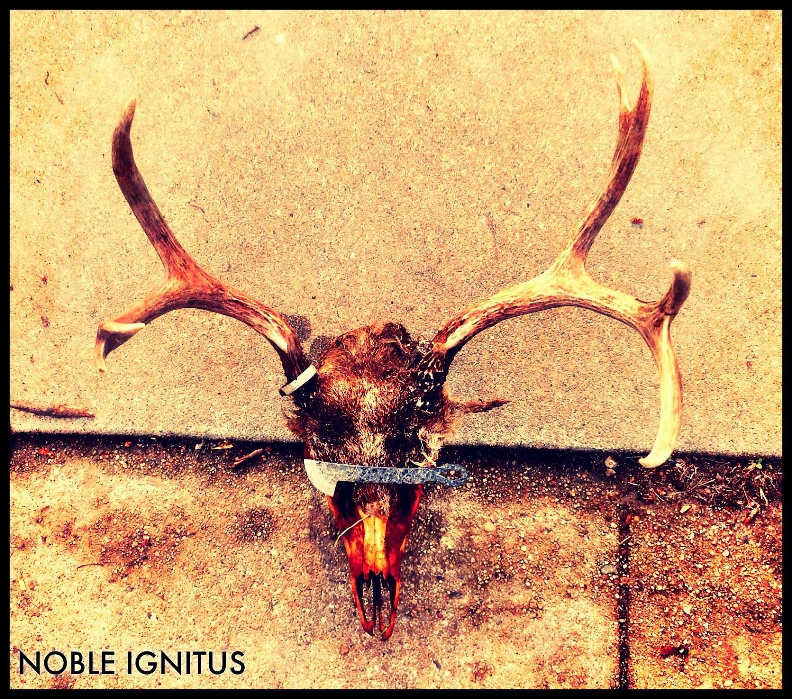 NOBLE IGNITUS:: European mount removing deer head from the ground