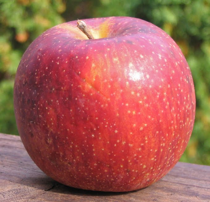 Paw Paw * - Adam's Apples