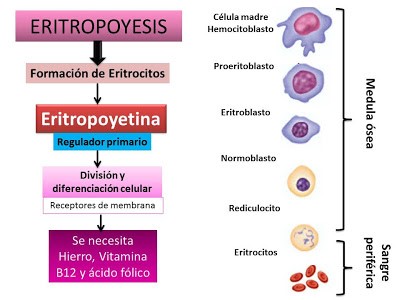 Leucemias: Leucemias