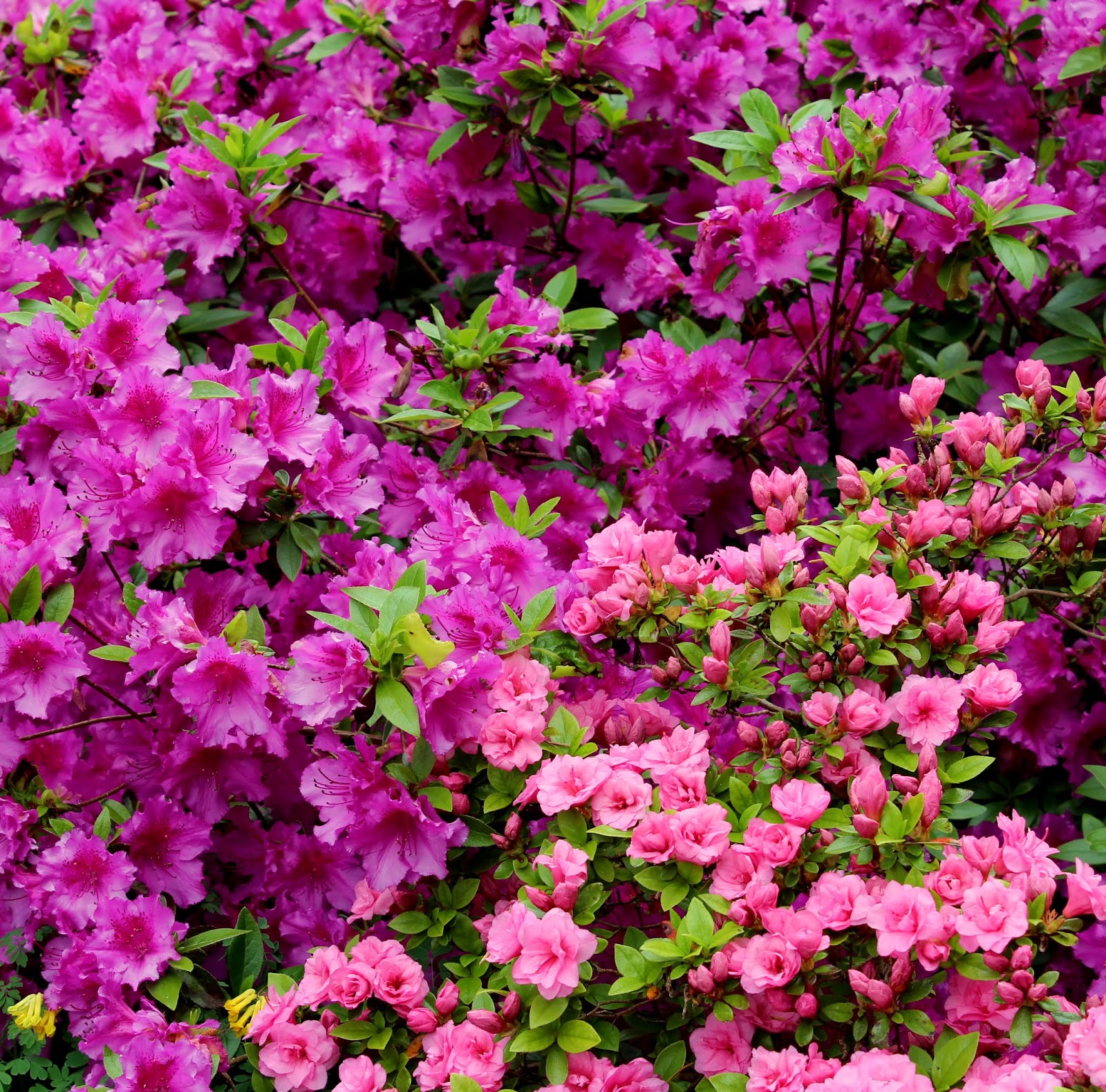 The Murray Chronicles : The rhodos of VanDusen Garden