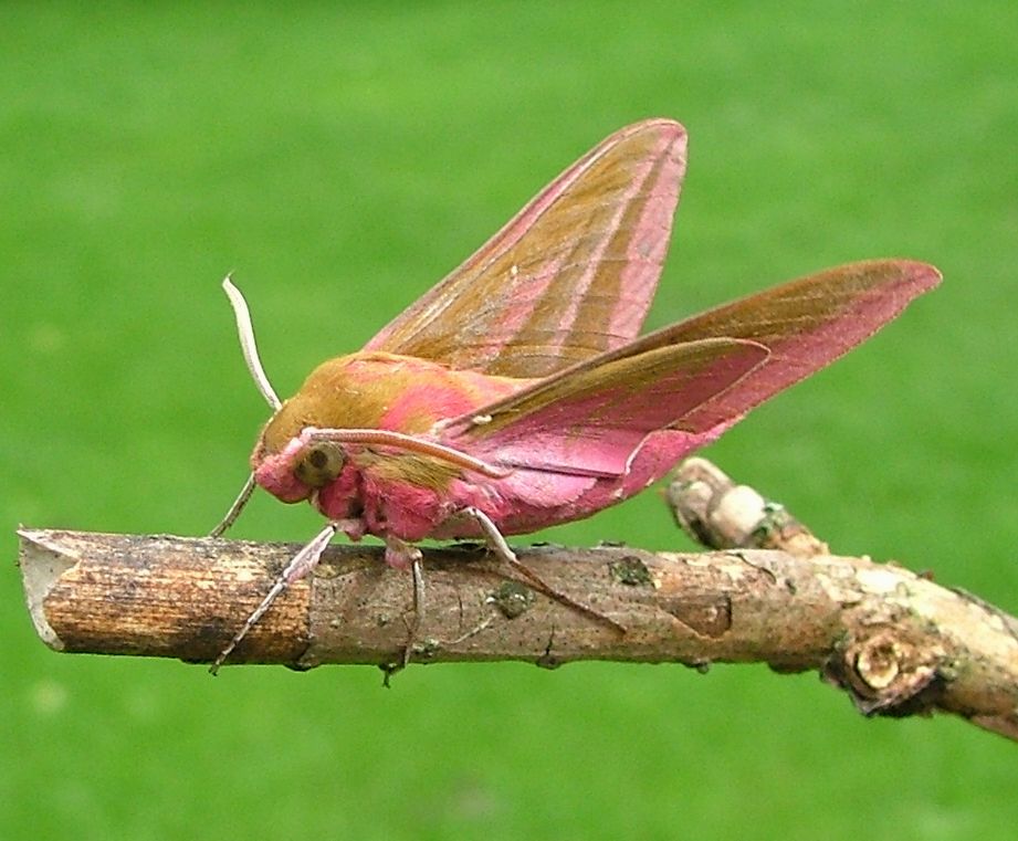 Elephant Hawk Moth - Insects World