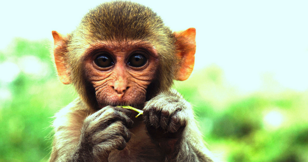 HOW CAN A MONKEY HELP YOU BEAT STRESS? - Cresting The Hill