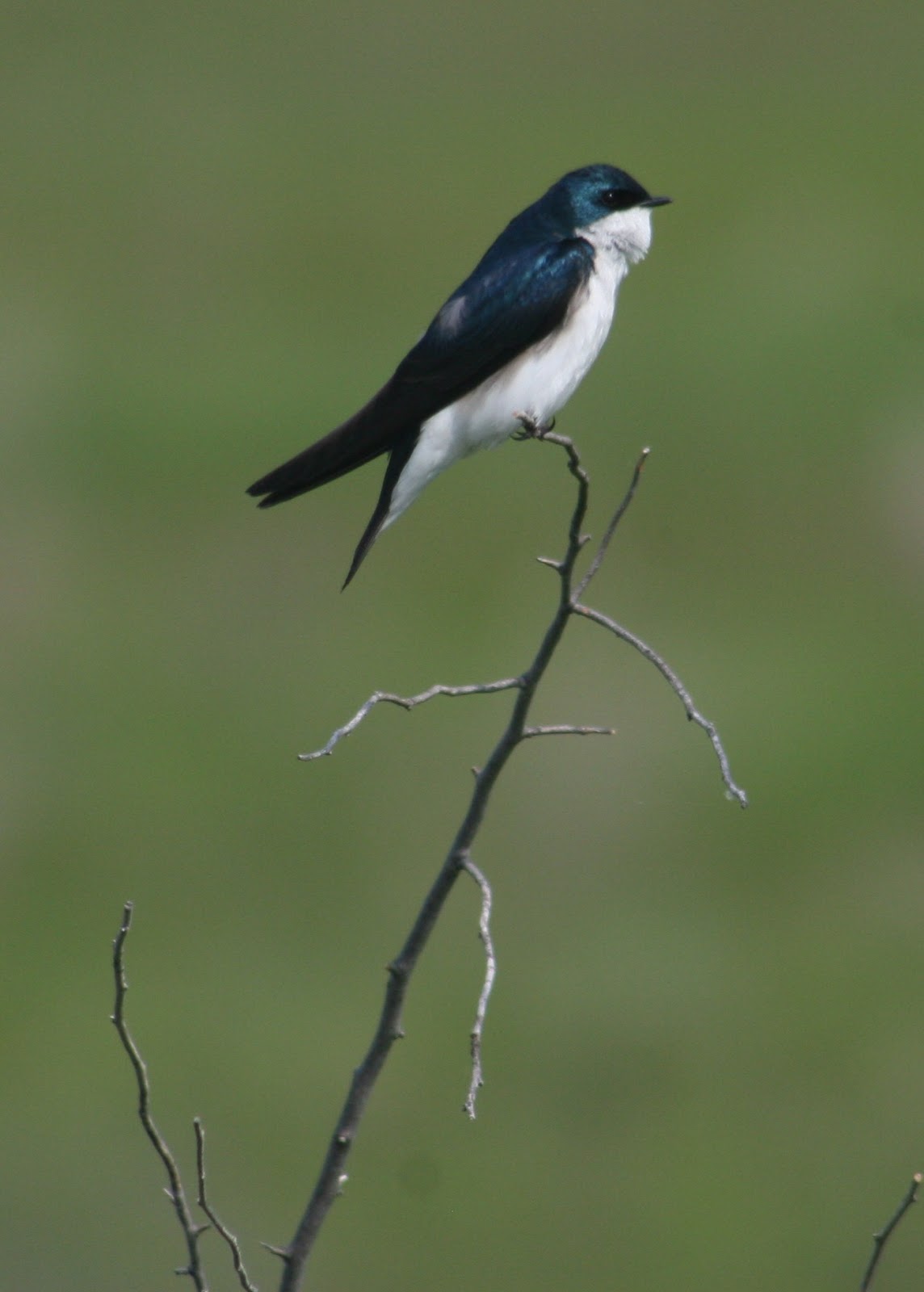 Isabella Conservation District Environmental Education Program: Native ...