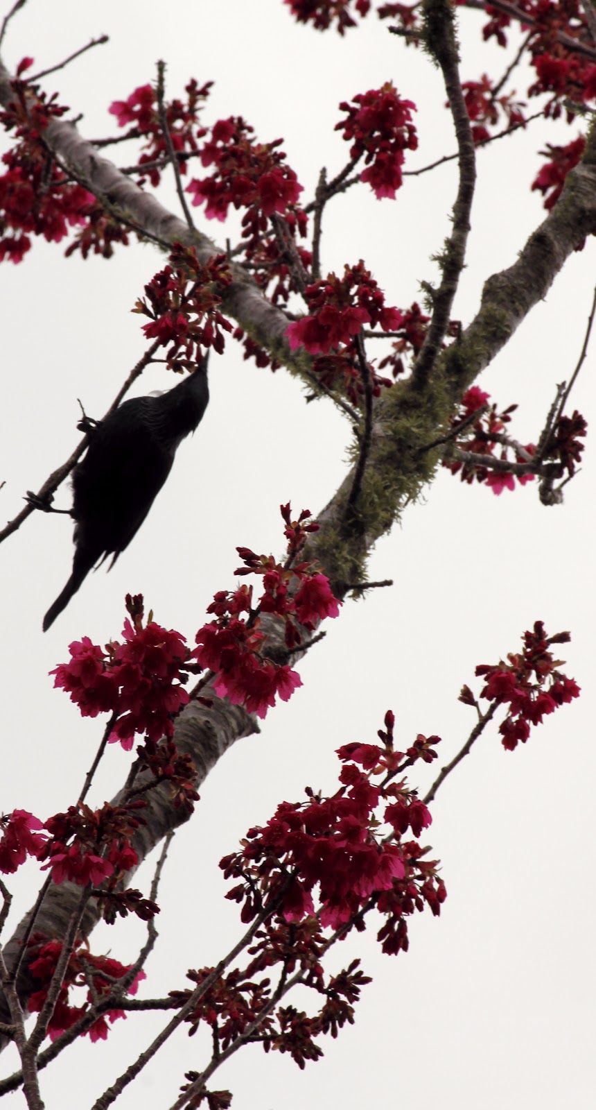 Rotorua Artist Janet Keen's Photography, Mosaics, Paintings & Writing ...