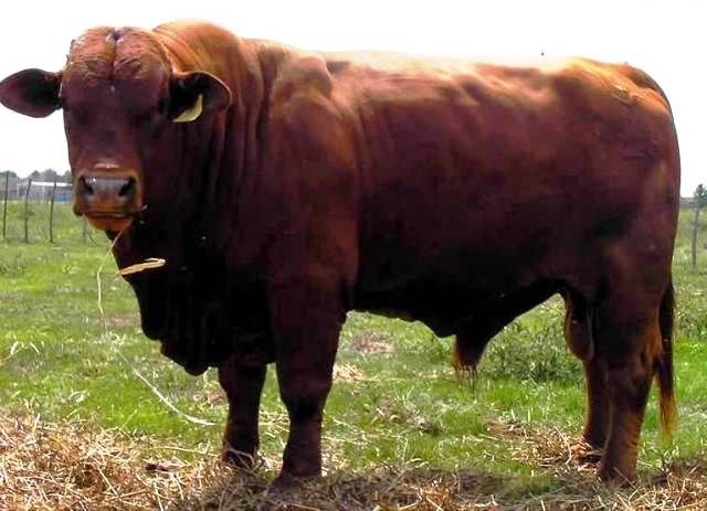 TIRAKAT MANDIRI: Jenis dan Nama Sapi