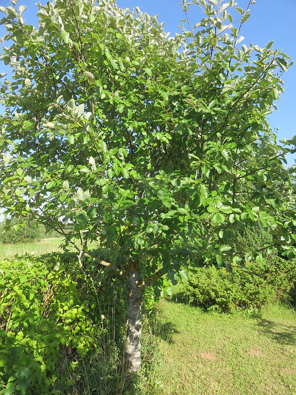 MUHEDIKU MAAILM: TAAS PUNAB PÄIKSEKIIRTES PIHLAPUU