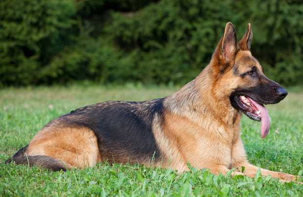 How To Train German Shepherd: The Versatile Working Dogs : GSD