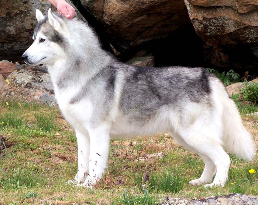 Siberiano Husky: Husky Colores Comunes