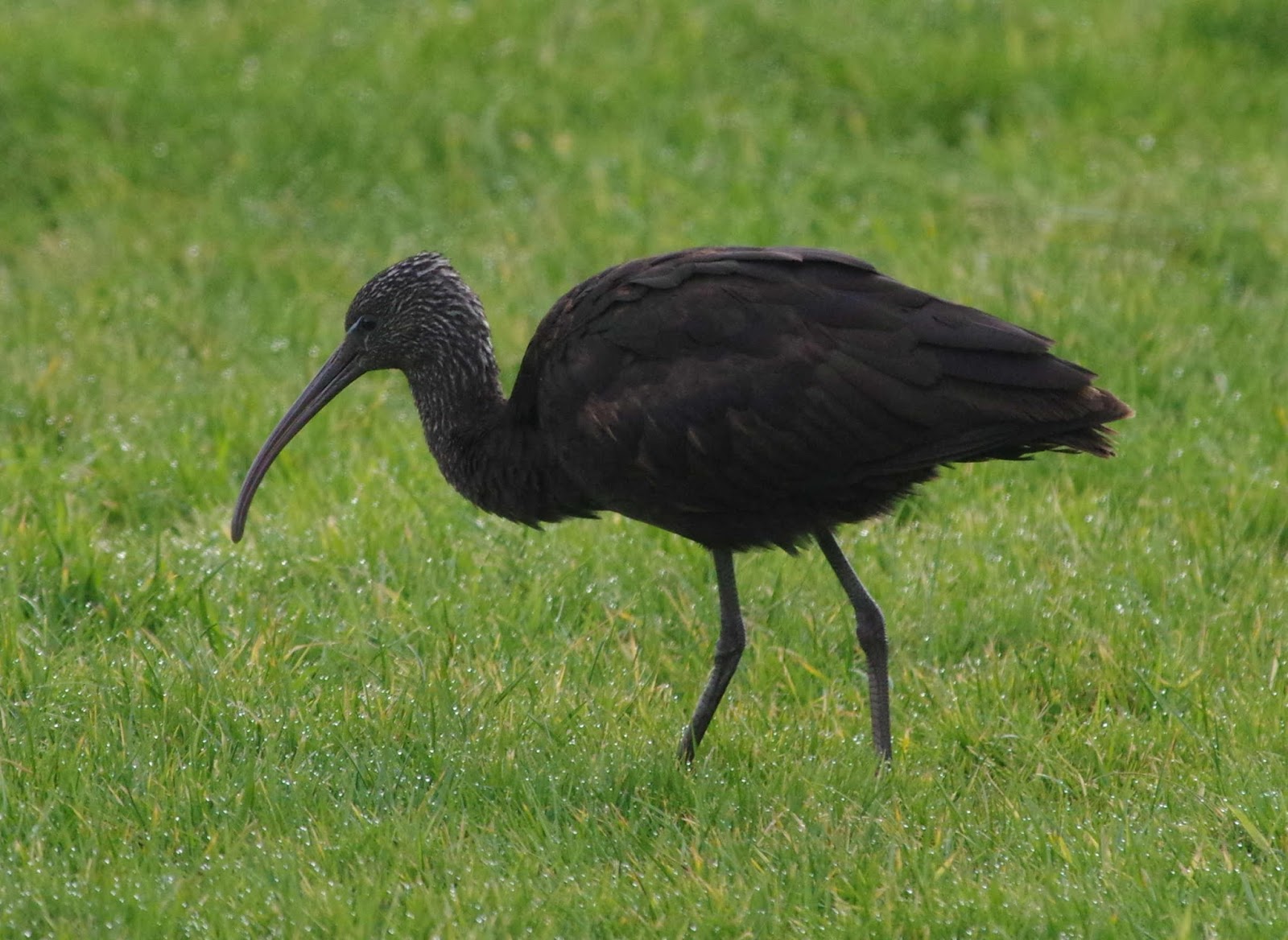 Birds of the Heath: Glossy Ibis at Great Yarmouth