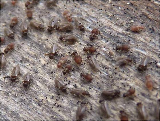 Variety of Life: Psocomorpha