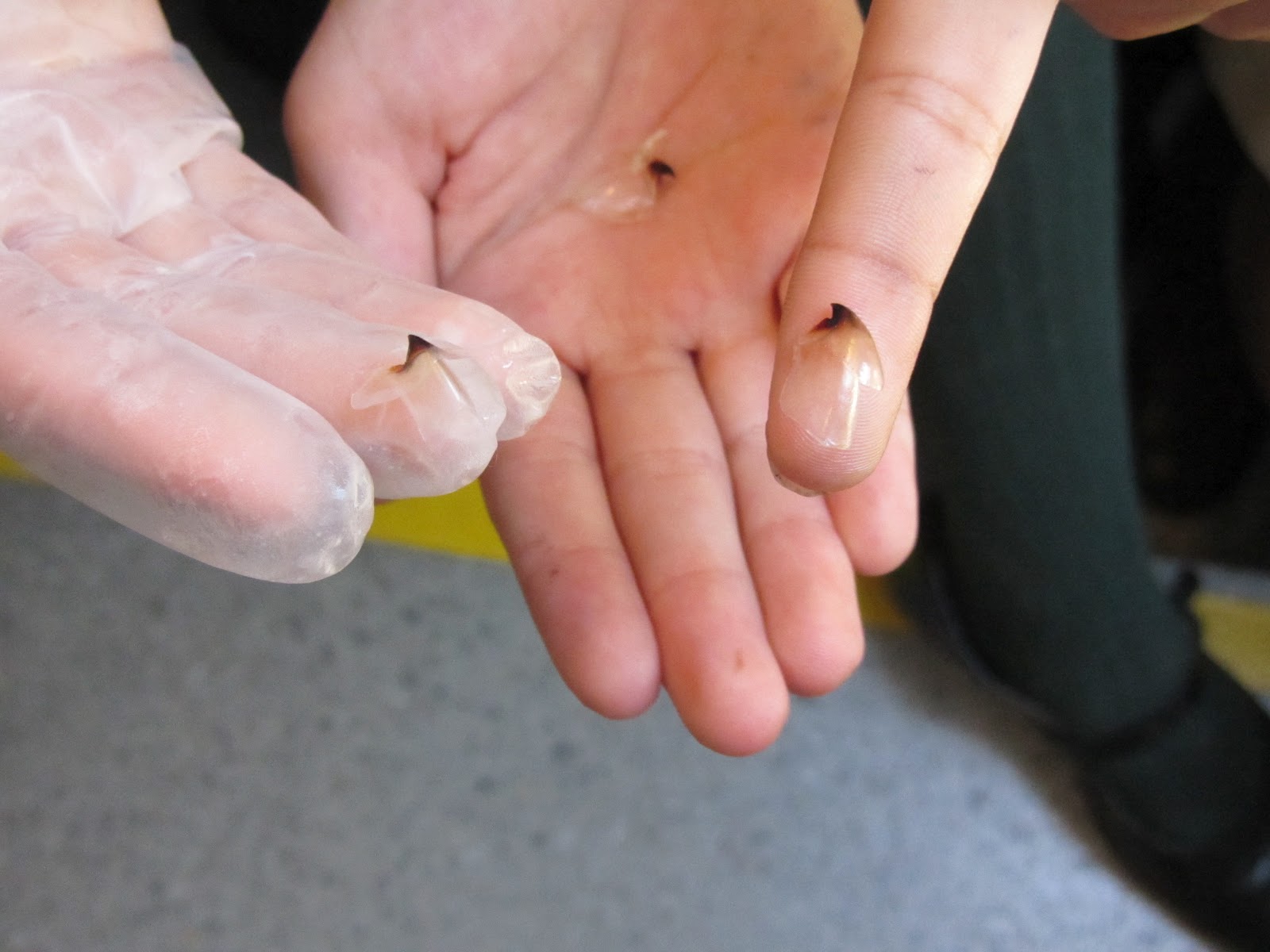 STELLA MARIS CIENCIA: 1º ESO durante la disección de un calamar