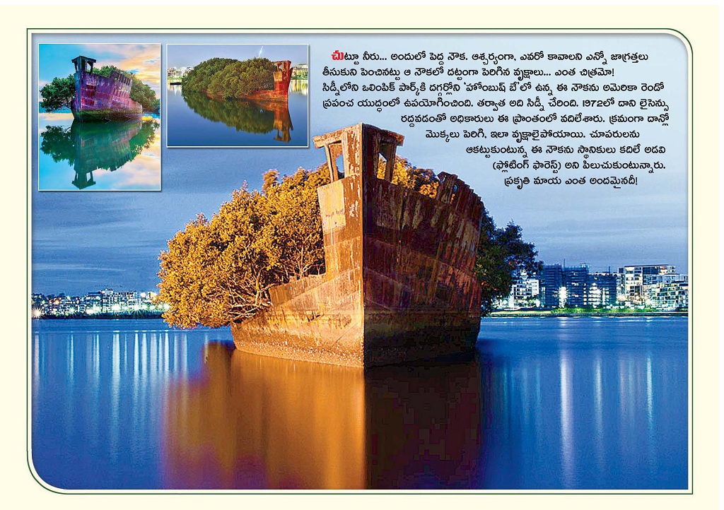 Gsv Pics - Photos with Poetry: Amazing Fact- Floating Forest- Home Bush Bay