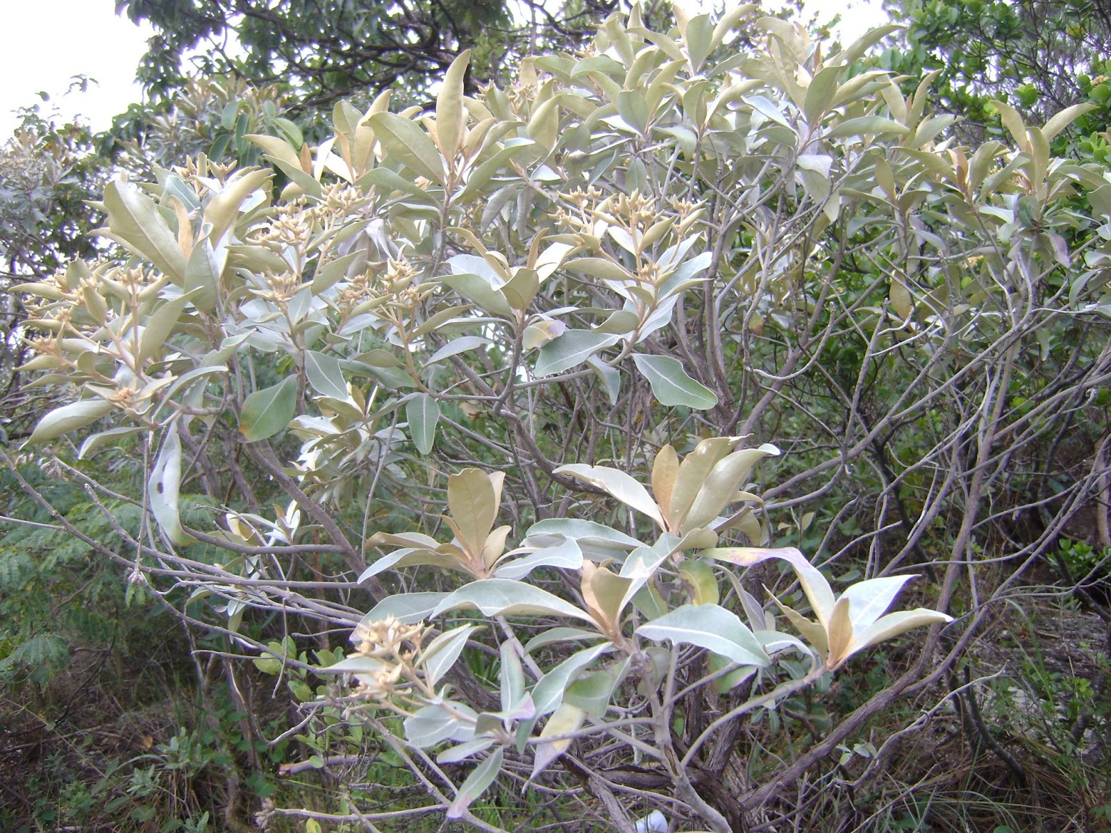 EA João Paulo Veiga Campos