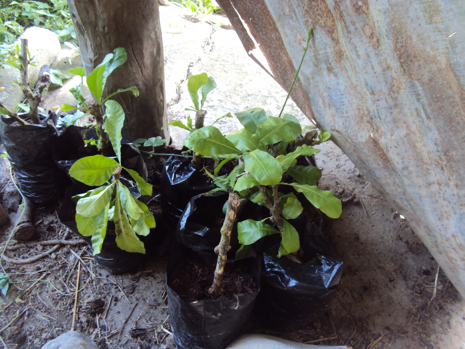 Jesucristo la mejor opción: EL CULTIVO DEL TOTUMO