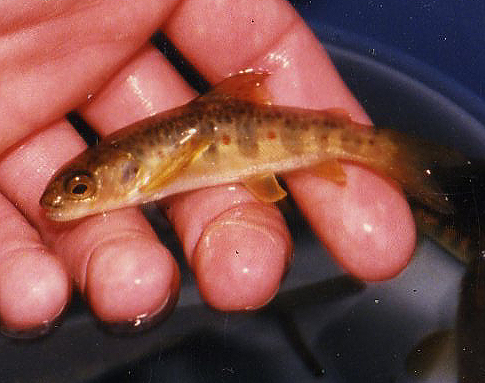 Kennebec Reborn: Atlantic Salmon