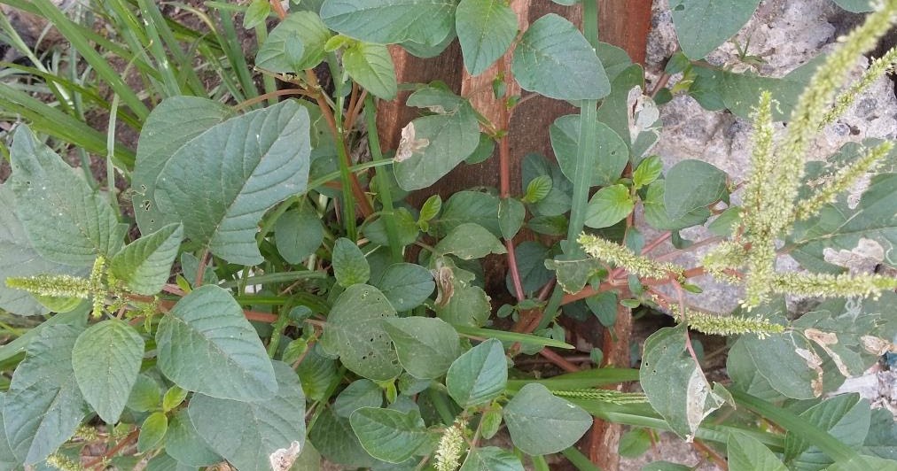 කූරතම්පලා [Kuratampala] (Amaranthus viridis) ~ අපේ ඔසුපැළ Medicinal ...