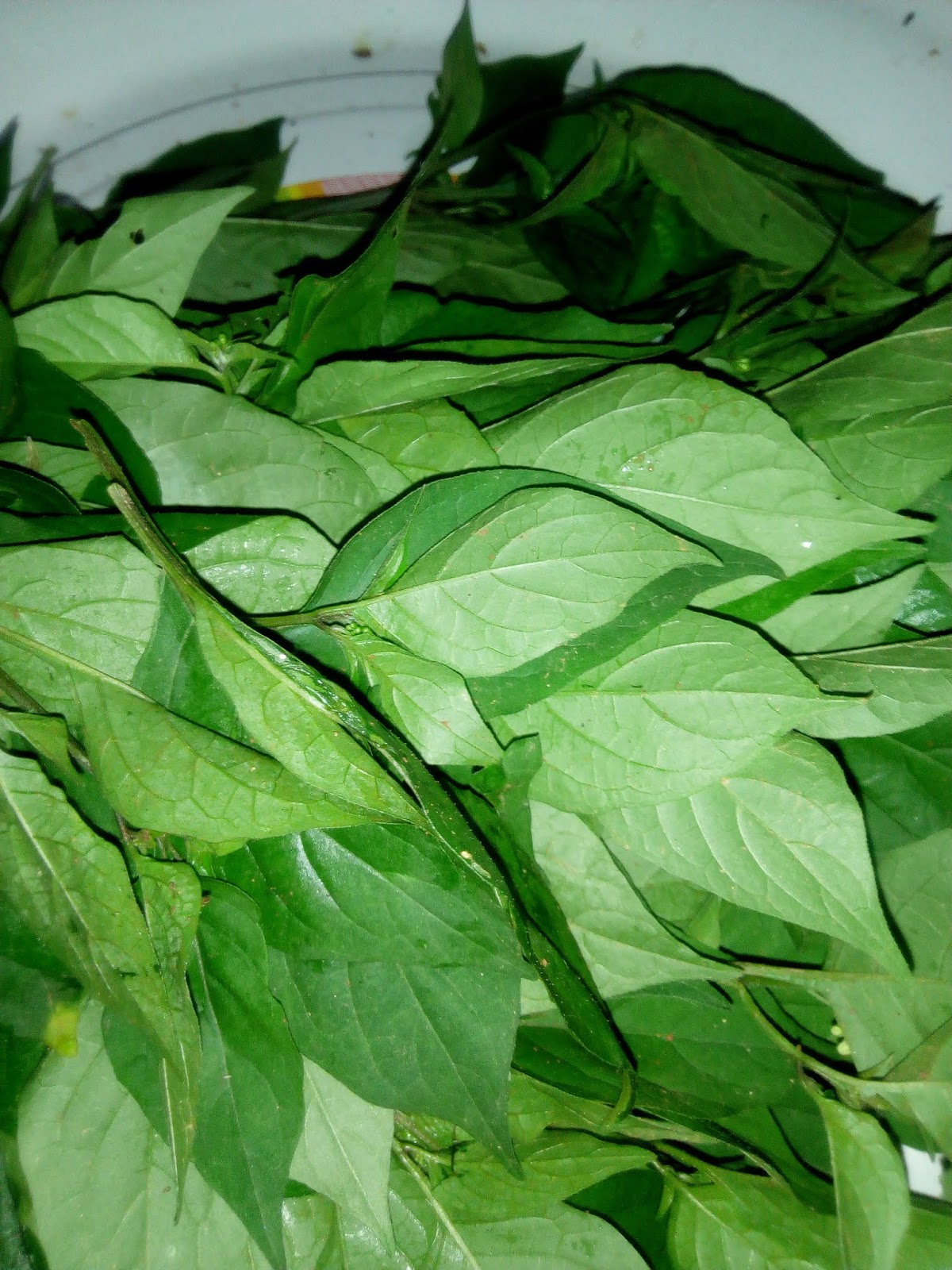 NIGERIA LEAFY VEGETABLES AND THERE BENEFITS nigeria-leafy-vegetables-and-there-benefits