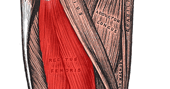 The Healthy Scientist: Roll Into Stretch Part 3: The Rectus Femoris