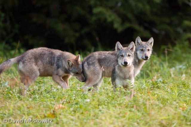 Methow Conservancy: Wolves in the Land of Salmon - Notes from the March ...