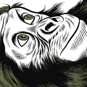 MEDNÍ LEDVĚD: Very Bad Wizards