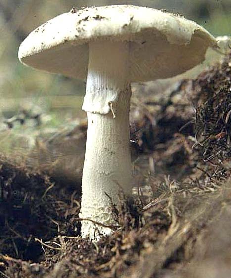 VIRIDIAN by Susan Gates