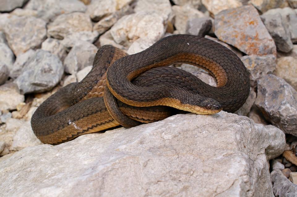 Herpedex: All the Herps I Have Seen In The Wild: Herping in Sangamon ...