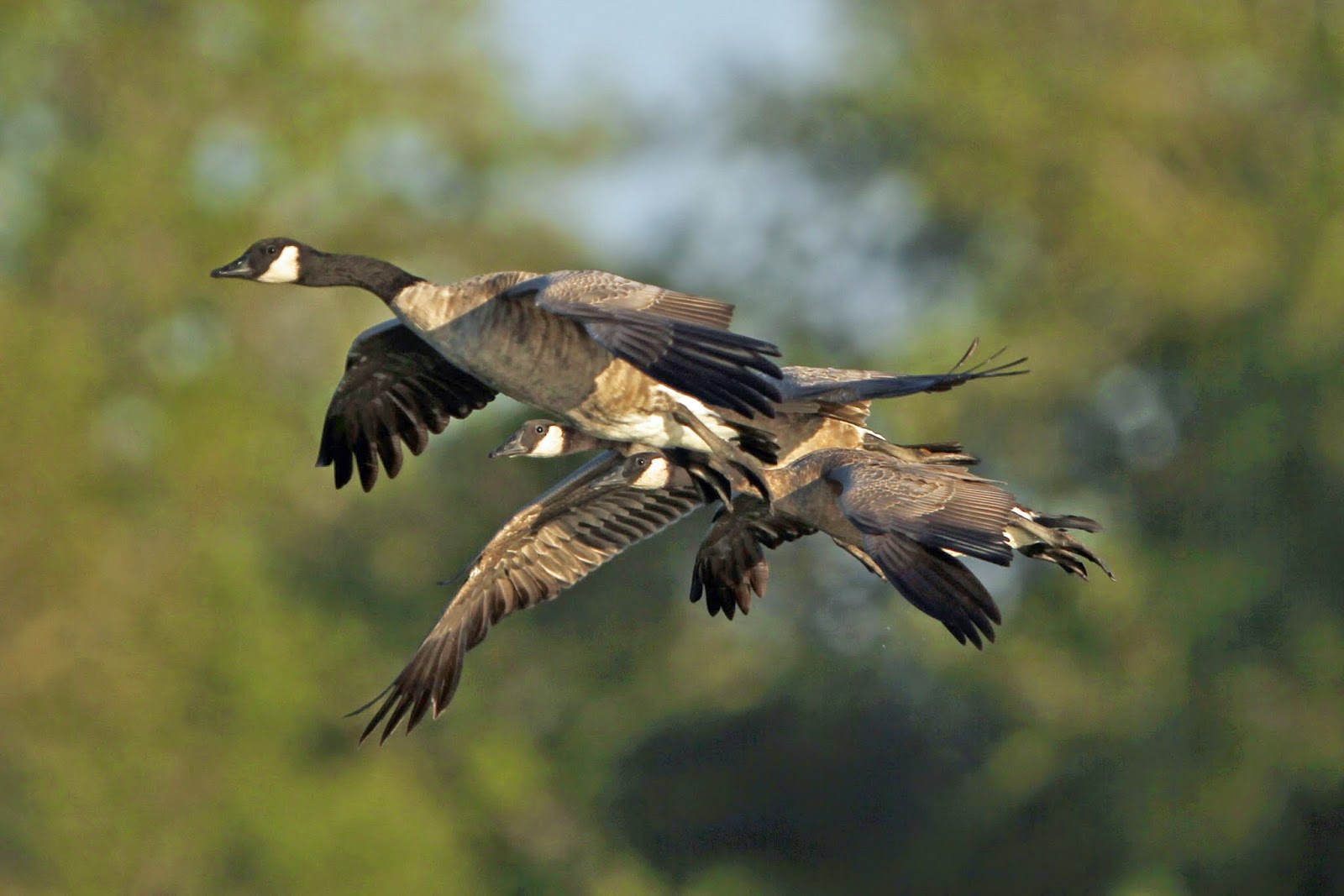 The Green Knee Club: An Evening at Jackson Bottoms, 25 August 2014