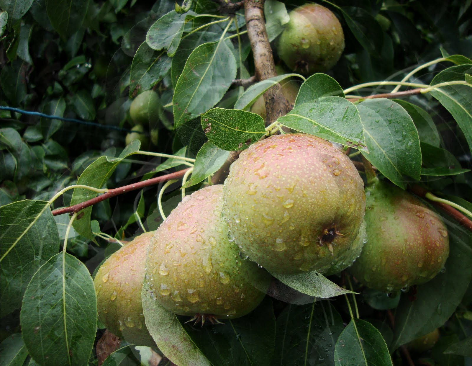 something.: rootless tree