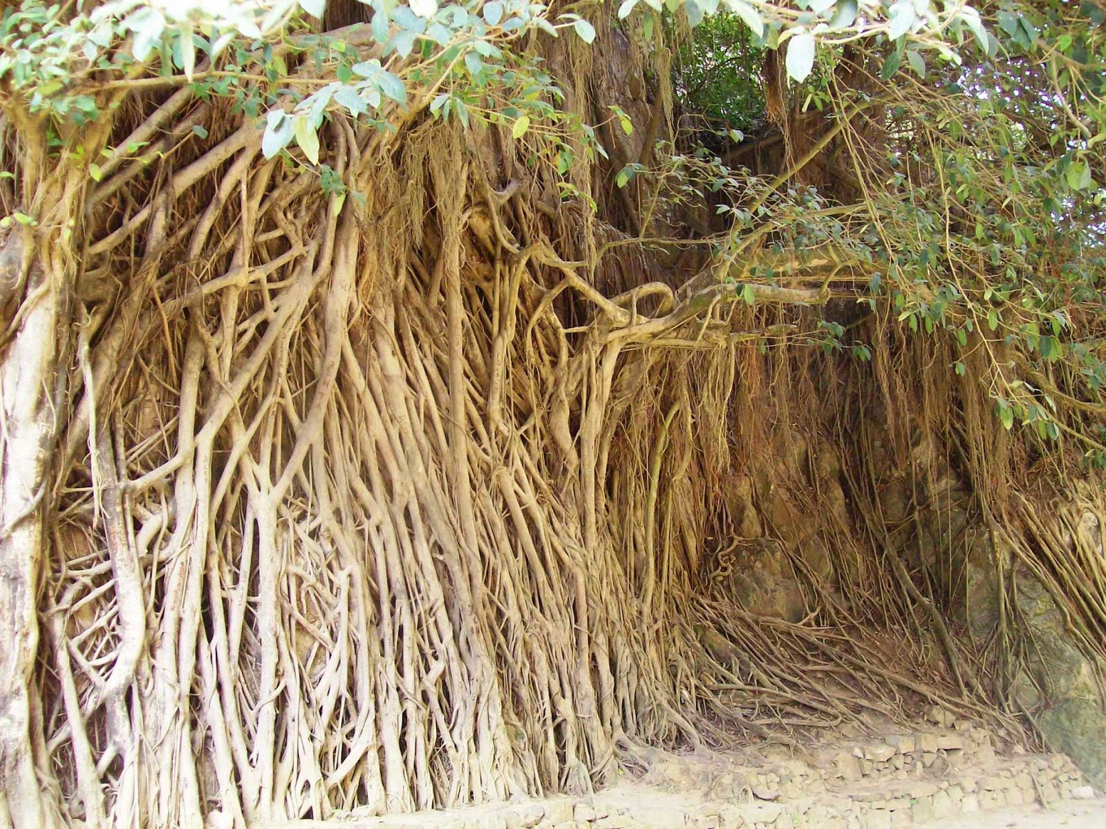 CASCAS ~ EL RINCÓN DE TRUJILLO