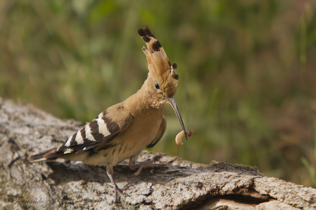 Pasión por la Naturaleza: La Puput