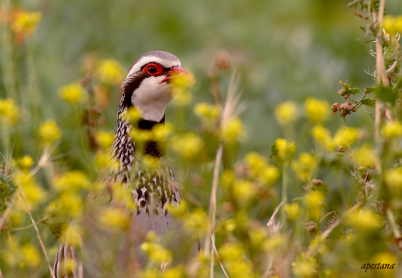 animales ibéricos en la cultura popular: PERDIZ ROJA, LA REINA DE LA ESTEPA