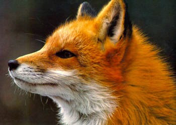 Animais: Tudo sobre raposas