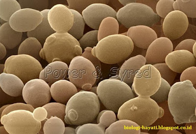 Pengertian, Struktur, Klasifikasi, Reproduksi dan Peranan Jamur