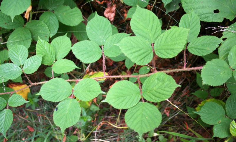 Species of UK: Week 31: Bramble (‘Rubus fruticosus’)