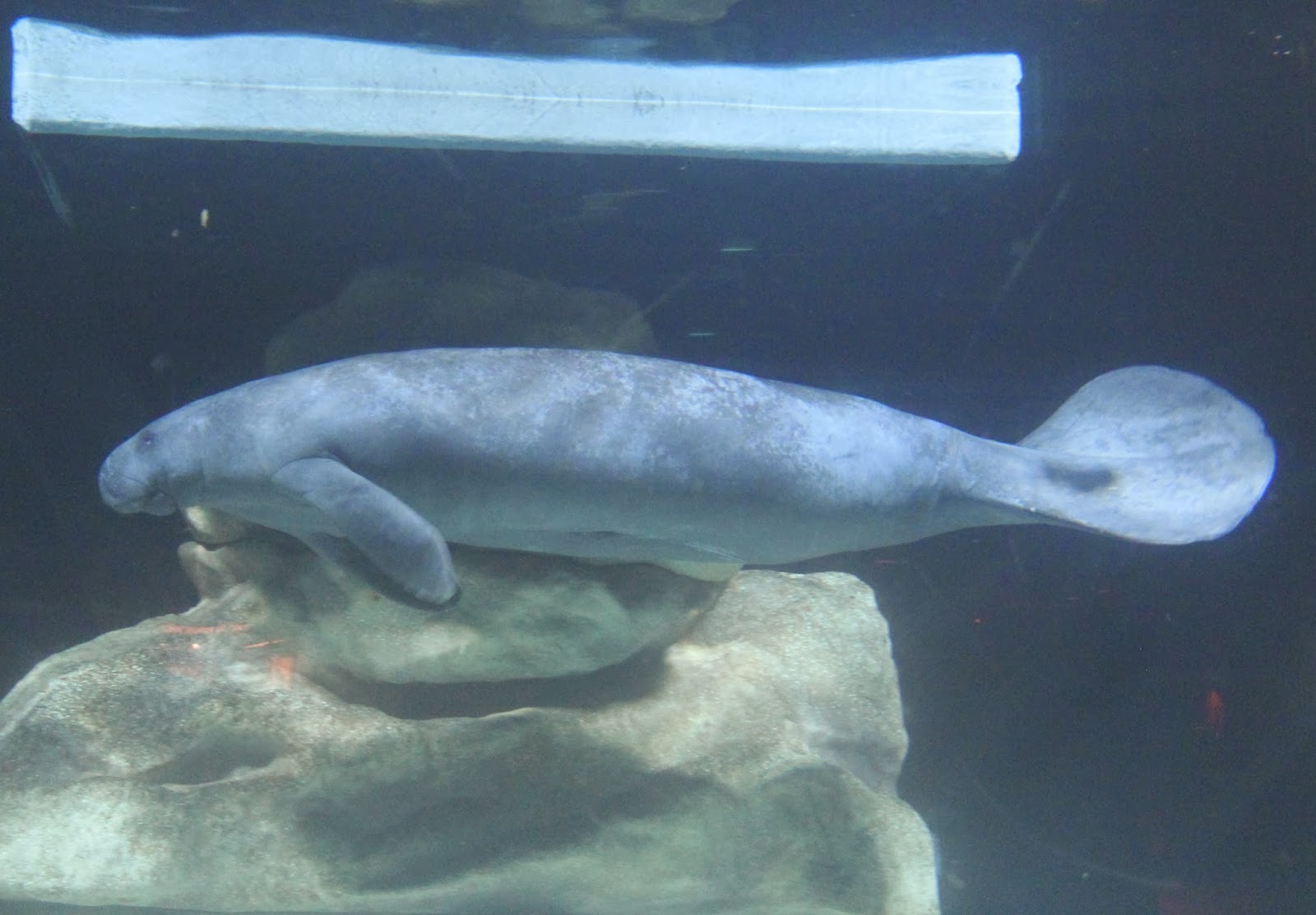 Pajama Penguin Productions: Meet Lil' Joe, Epcot's New Manatee