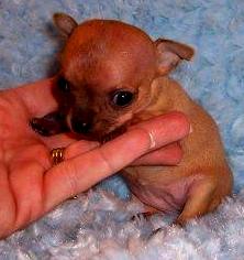 Razas de perros del mundo: Chihuahueño