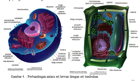 Jenis-jenis Sel | Pustaka Pandani