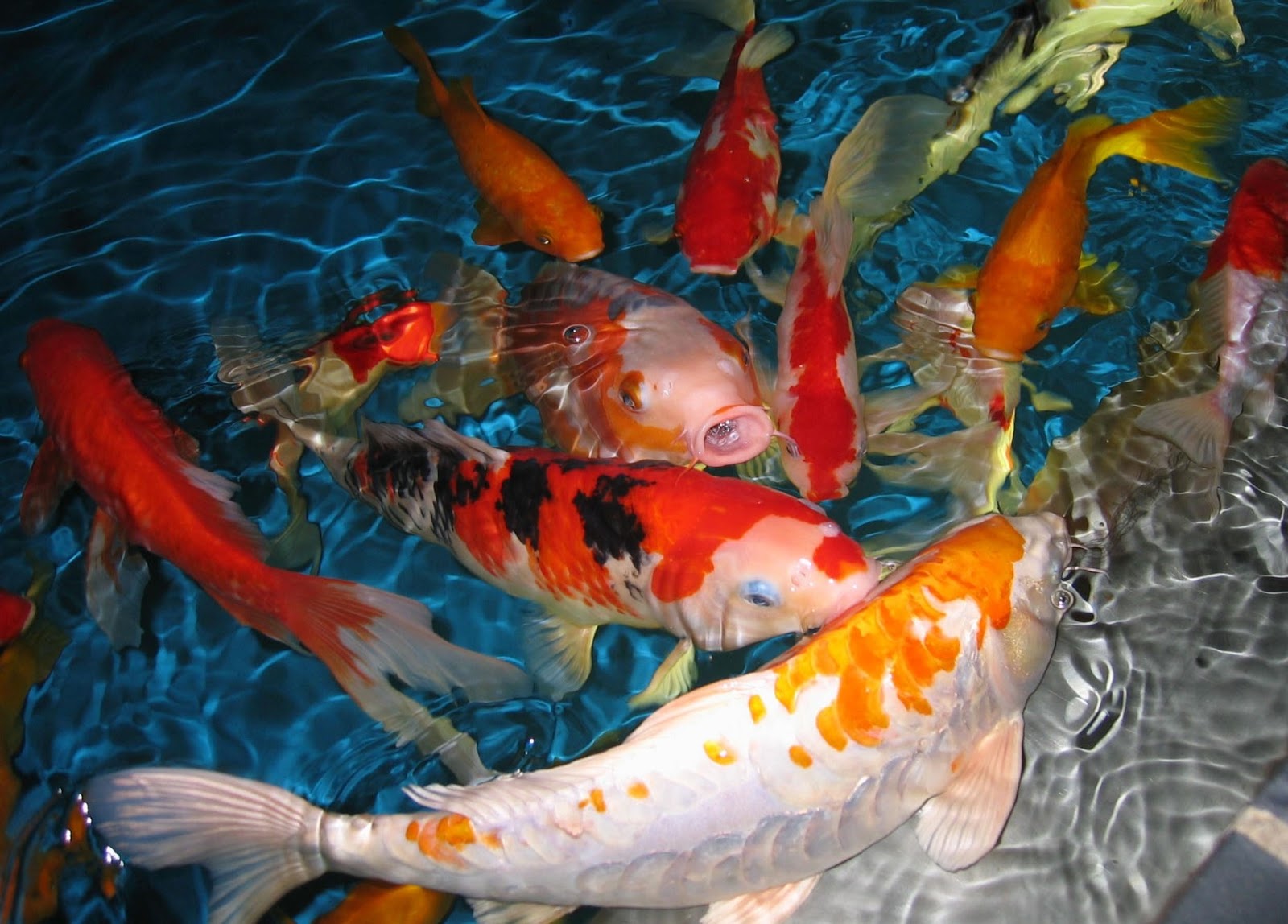 Ikan Koi yang Diburu karena Membawa Hoki | Ikan Hias Terindah