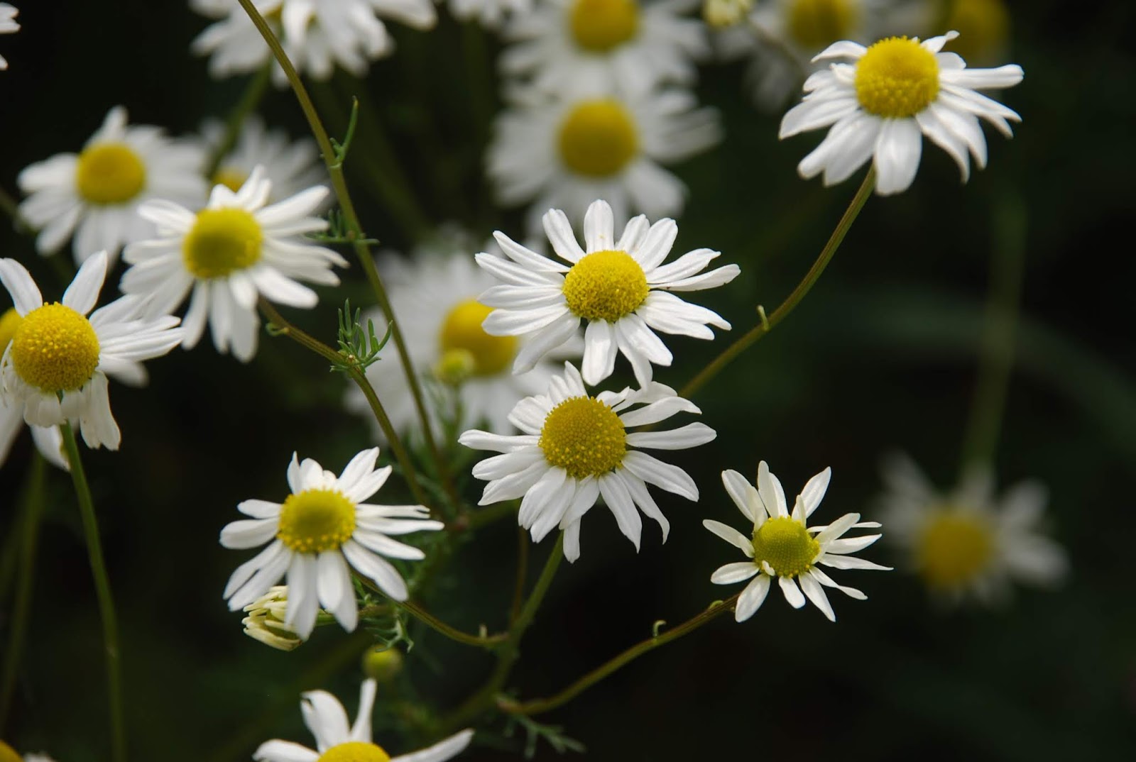 Pflanzen und Pilze im Gebiet der Stadt Norden.: Echte Kamille ...