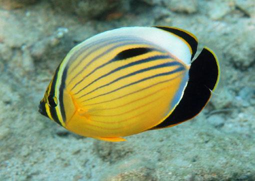 D' Ocean Aquarium: Ikan Kepe kepe (Butterfly Fish)