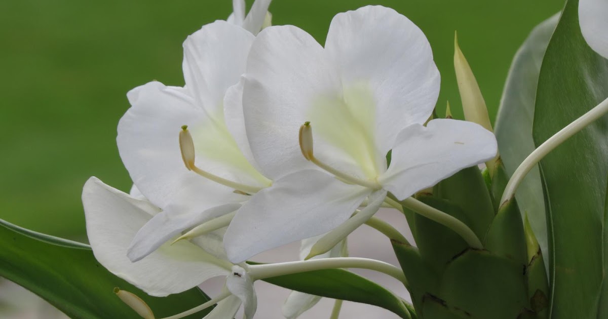 White ginger lily - Hedychium coronarium
